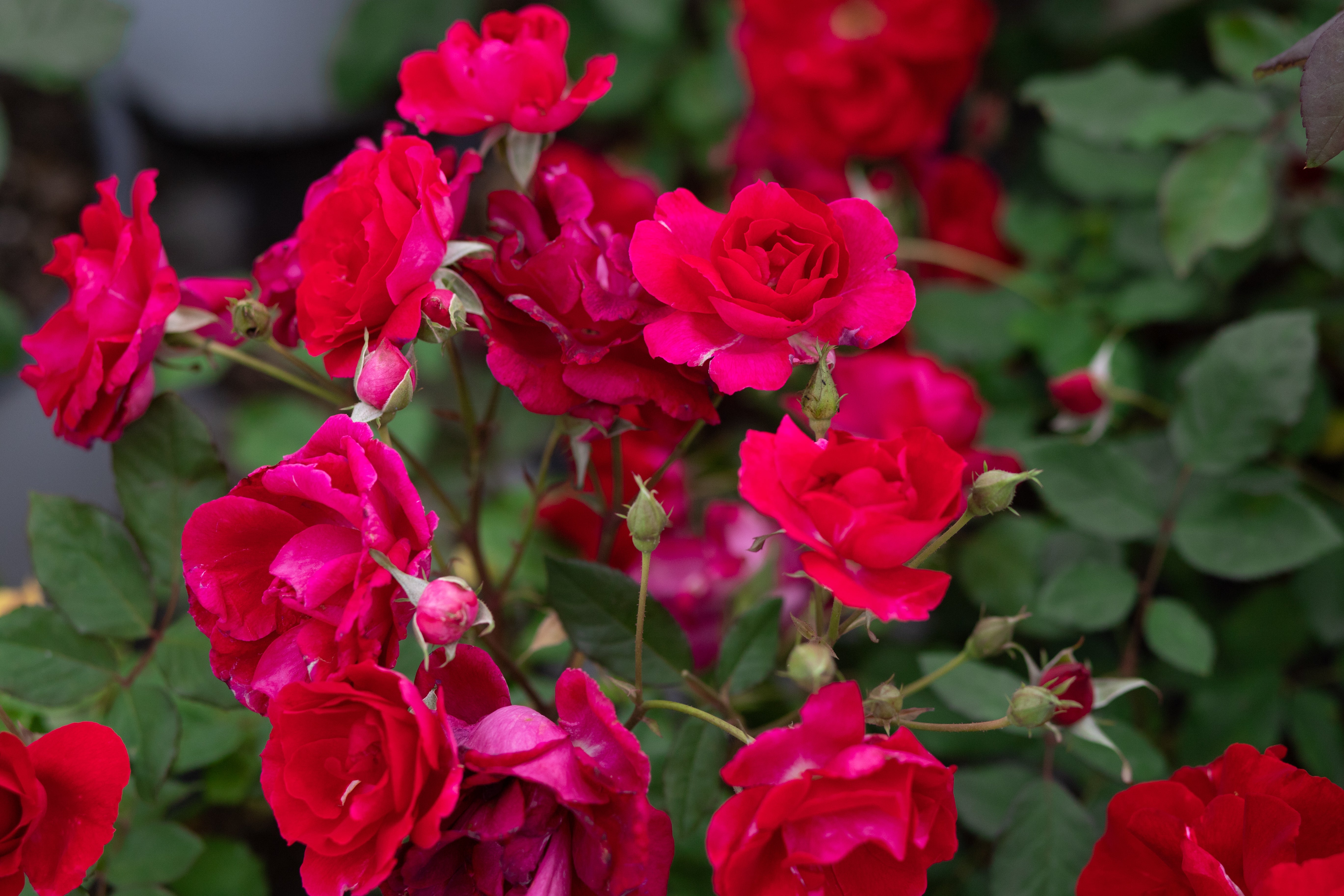 Valentine's rose store