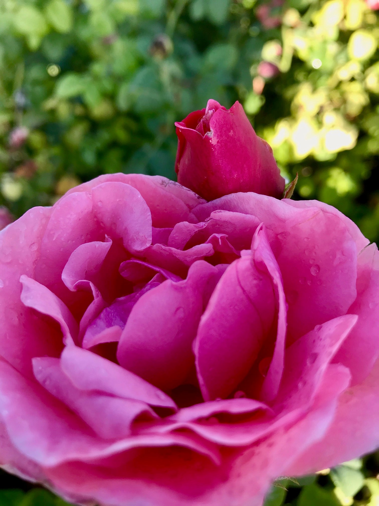 Dee-Lish® – Antique Rose Emporium