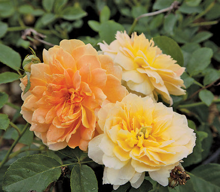 David Austin™ English Roses – Antique Rose Emporium