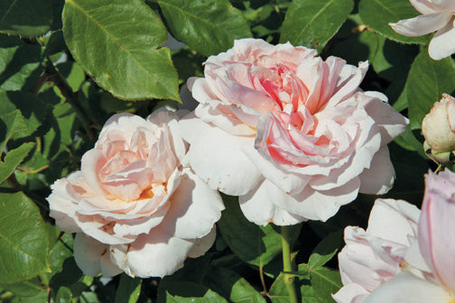 Griffith Buck Roses – Antique Rose Emporium