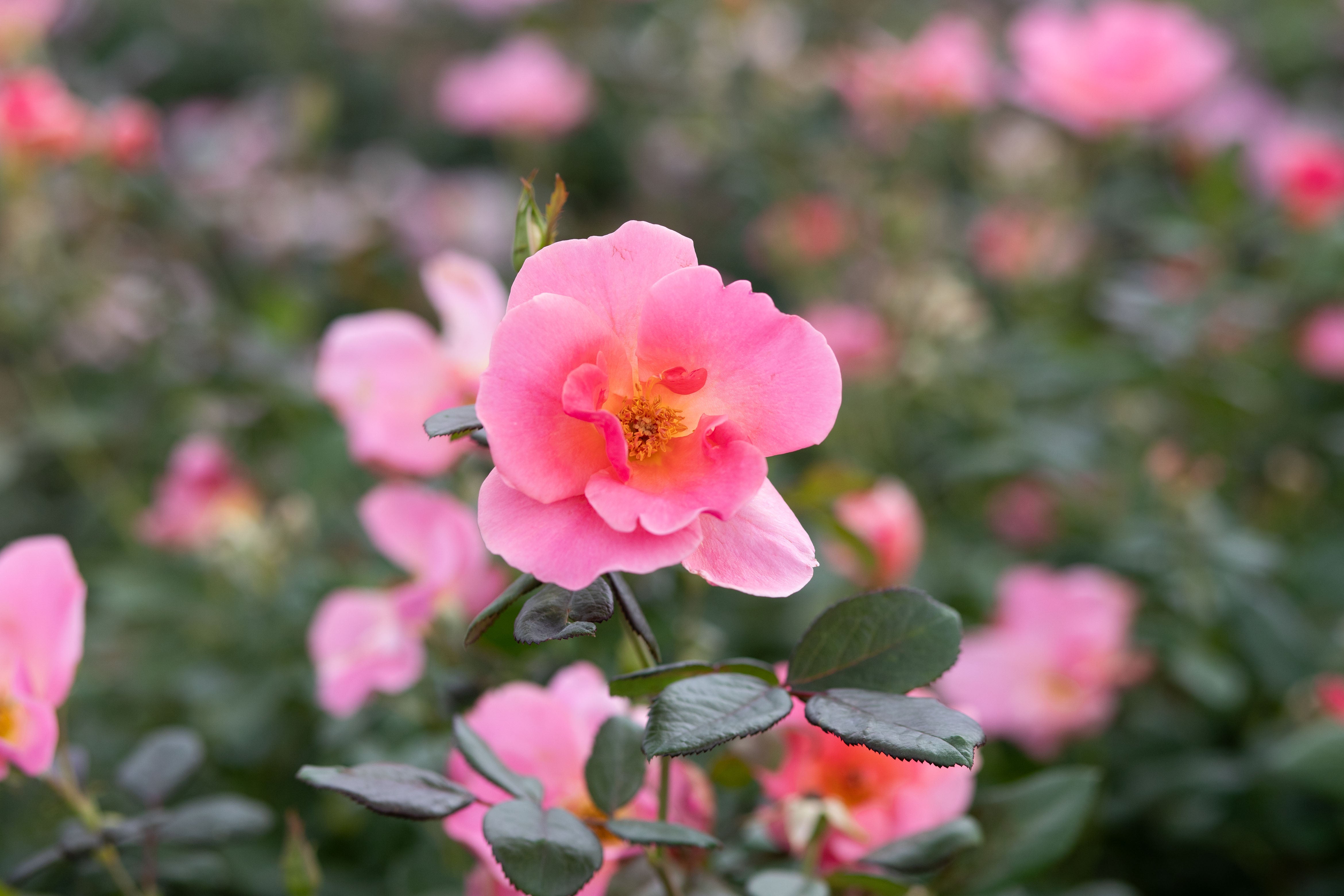Large Shrubs – Antique Rose Emporium