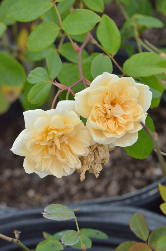 Alister Stella Grey – Antique Rose Emporium