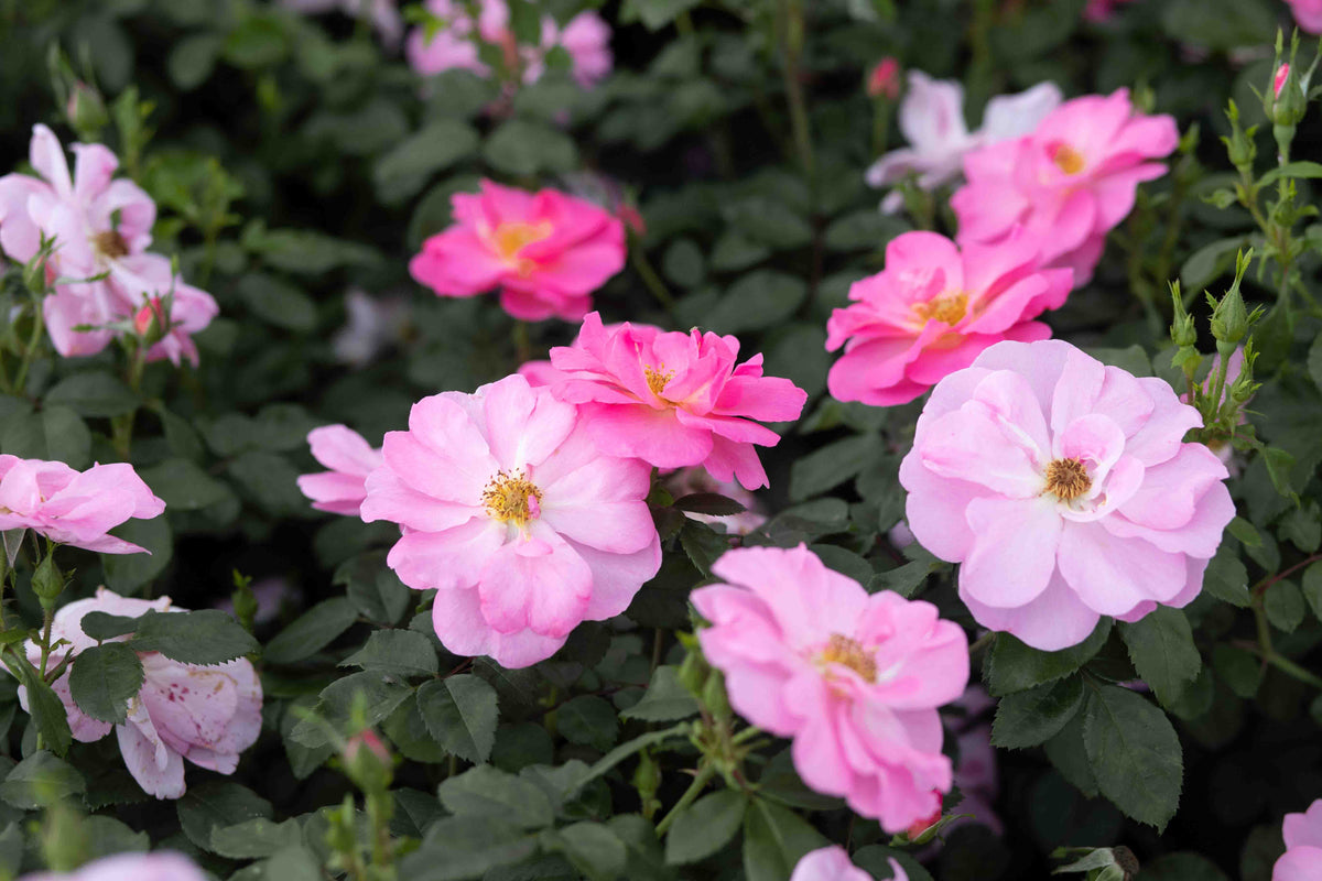 Frequently Asked Questions - The Antique Rose Emporium