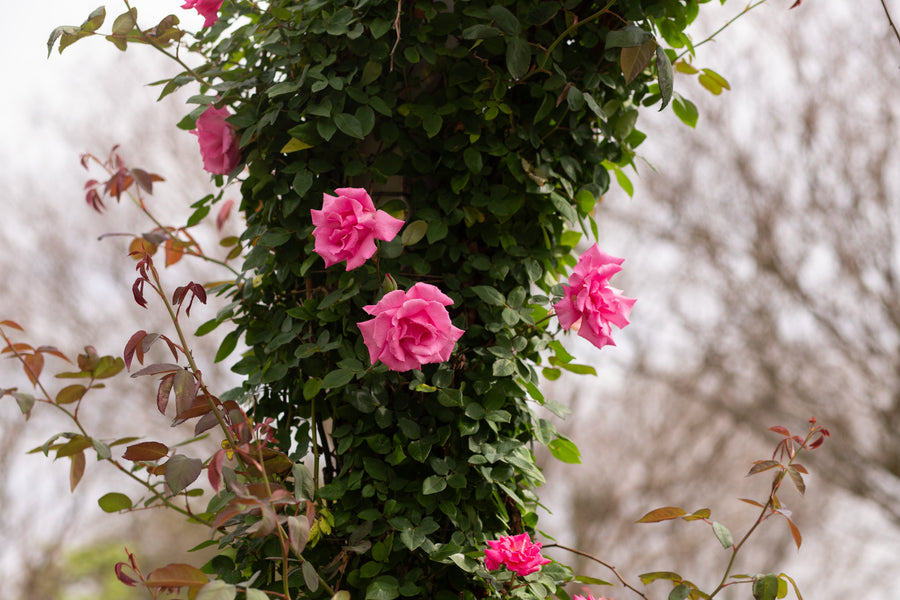 American Beauty, Climber – Antique Rose Emporium