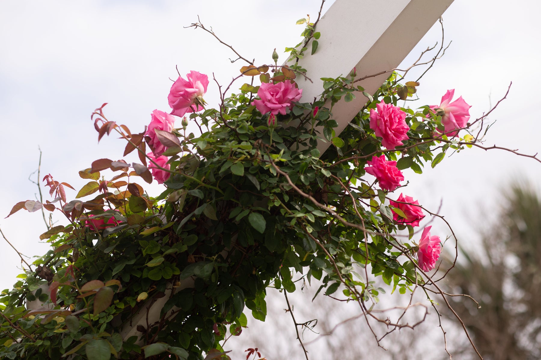 American Beauty, Climber – Antique Rose Emporium