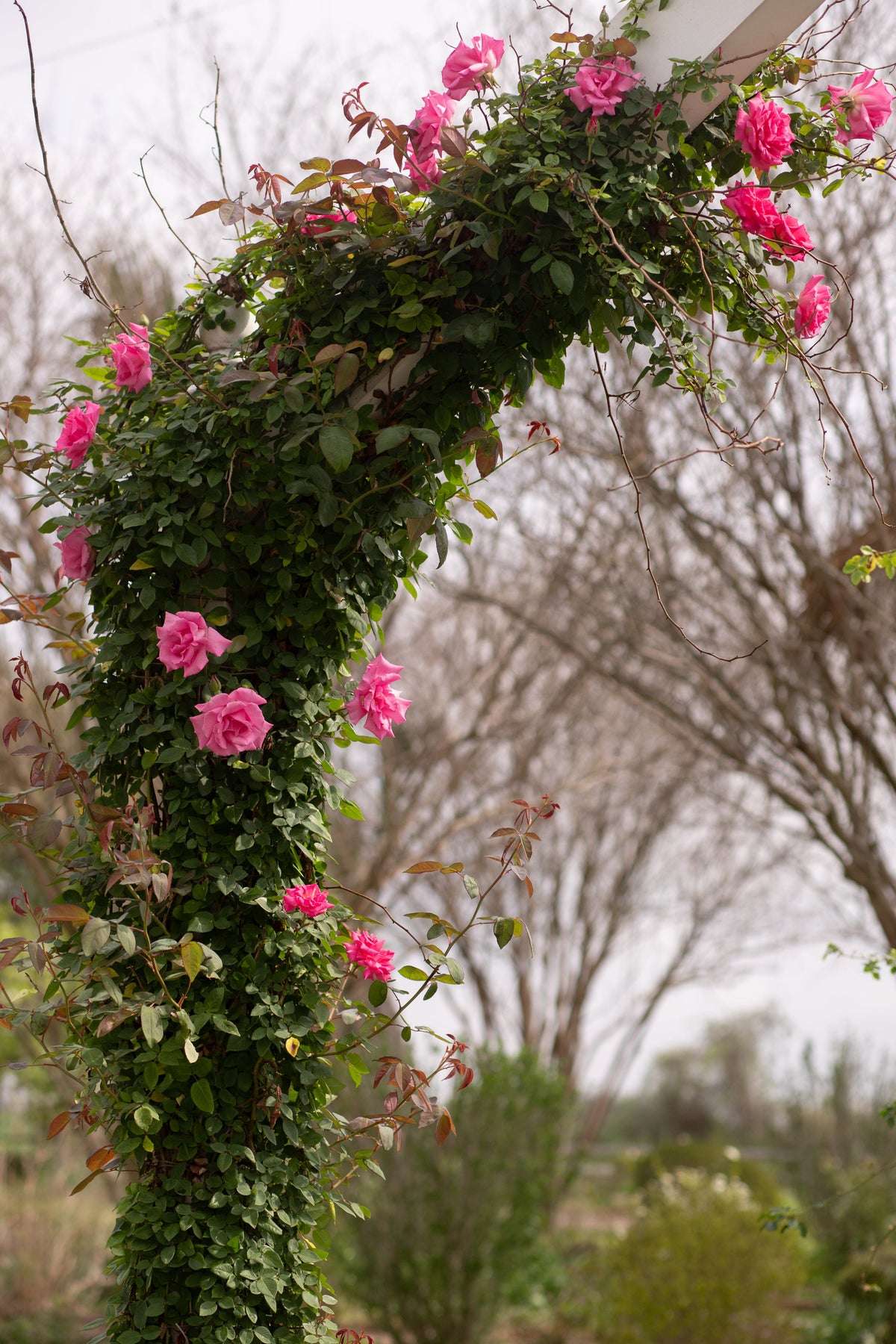 American Beauty, Climber – Antique Rose Emporium