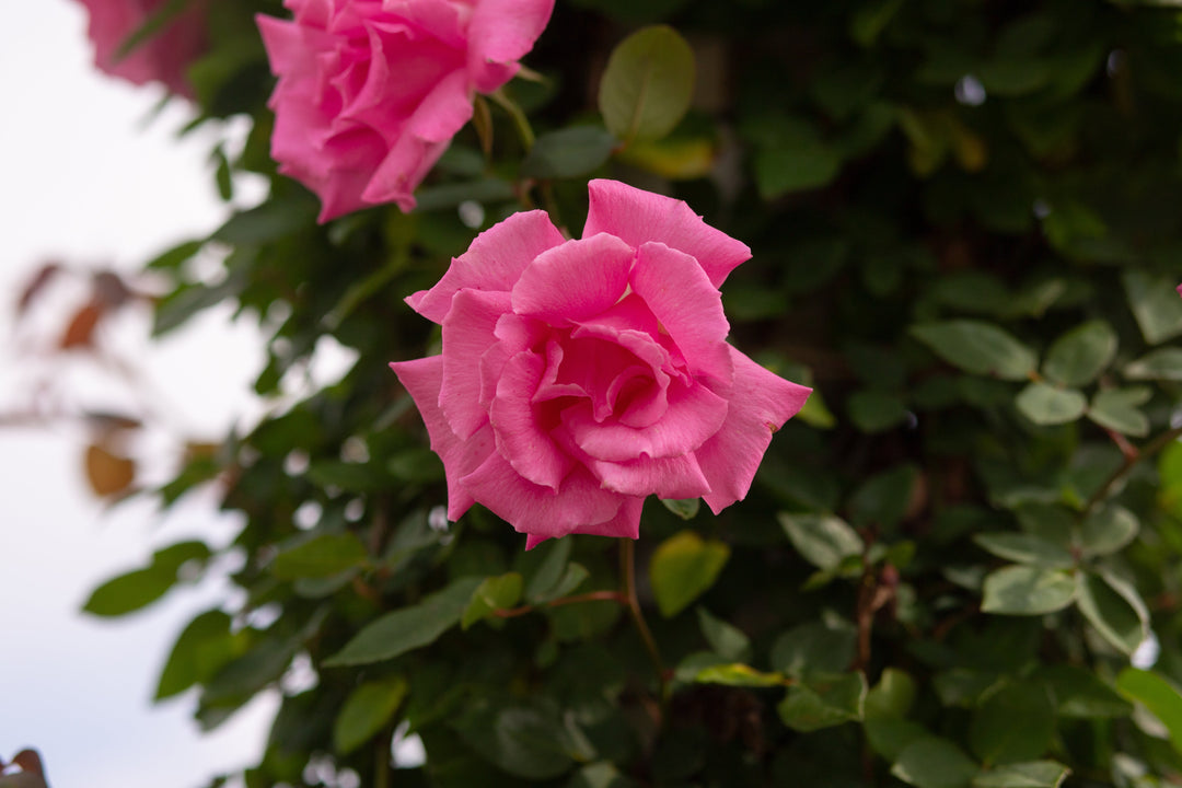 American Beauty – Antique Rose Emporium