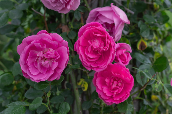 Large Shrubs – Antique Rose Emporium