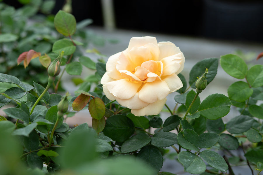 Anson Jones – Antique Rose Emporium