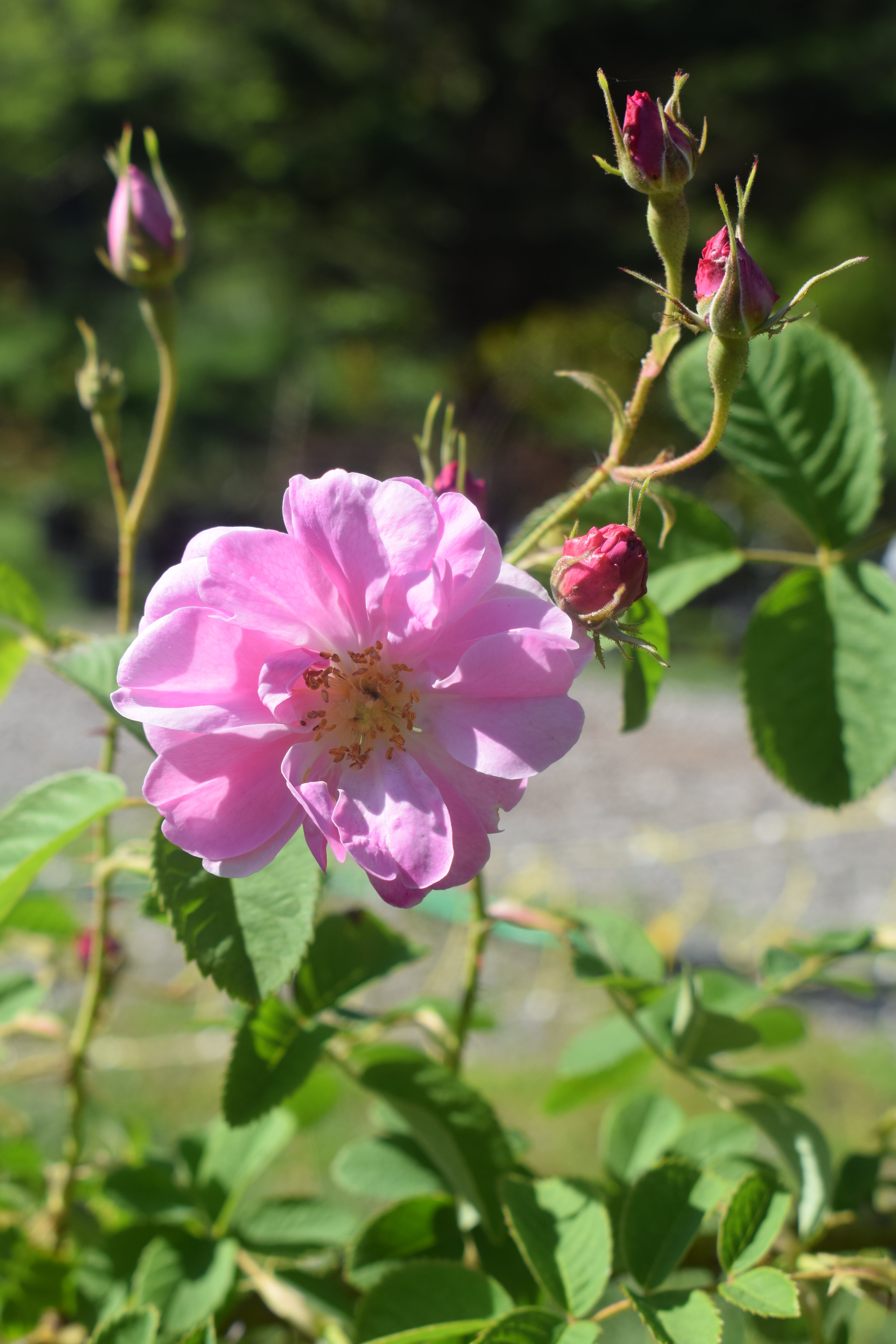 Autumn Damask – Antique Rose Emporium
