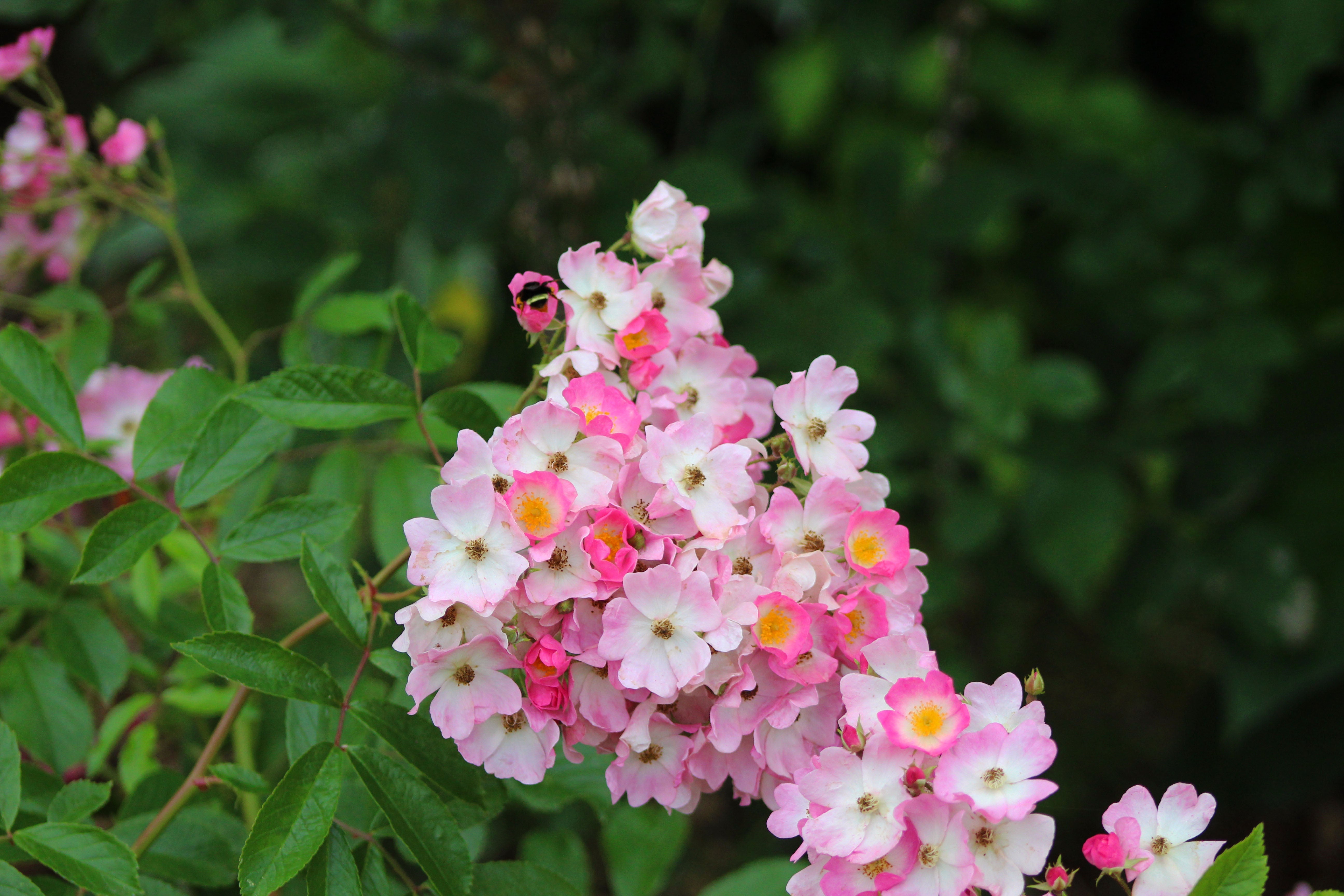 Ballerina – Antique Rose Emporium