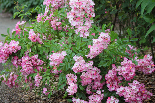 Ballerina – Antique Rose Emporium