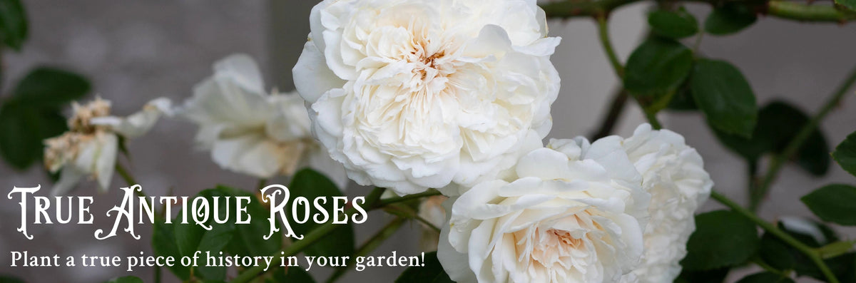 Antique Rose Emporium | Antique Rose Nursery & All Things Garden