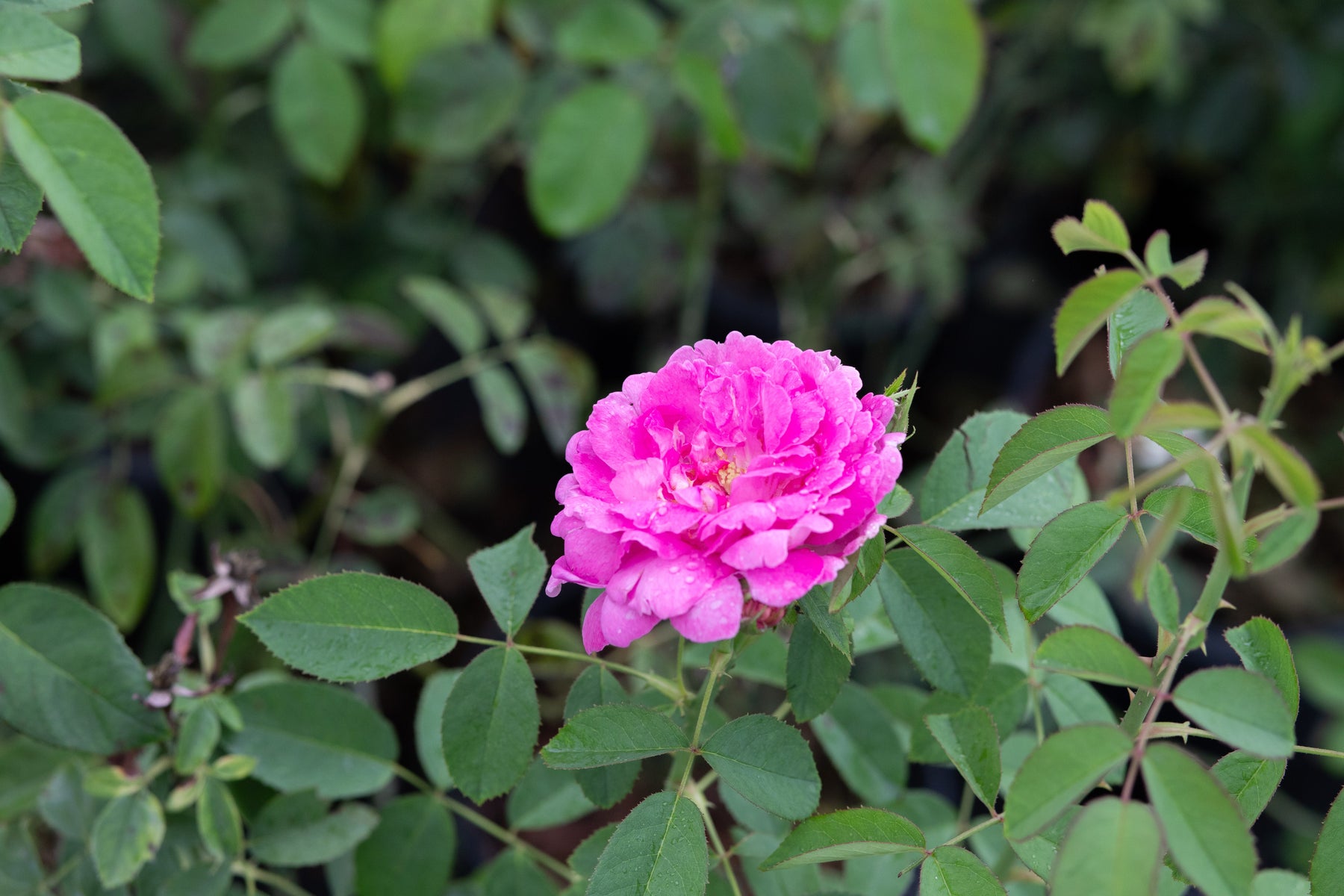 Baronne Prevost – Antique Rose Emporium