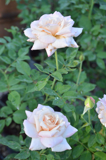 Belinda's Blush – Antique Rose Emporium