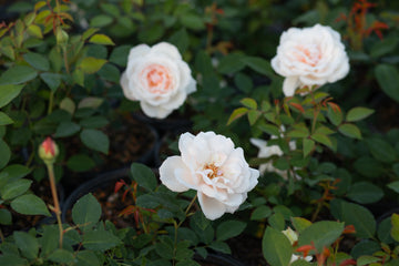 All Roses – Antique Rose Emporium