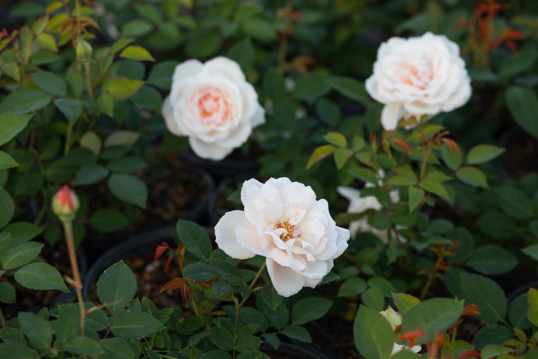 Safrano — Antique Rose Emporium