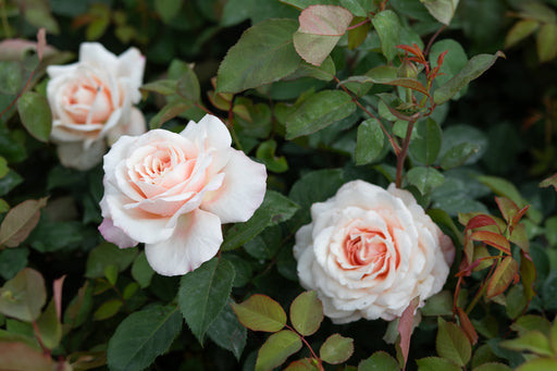 Safrano — Antique Rose Emporium