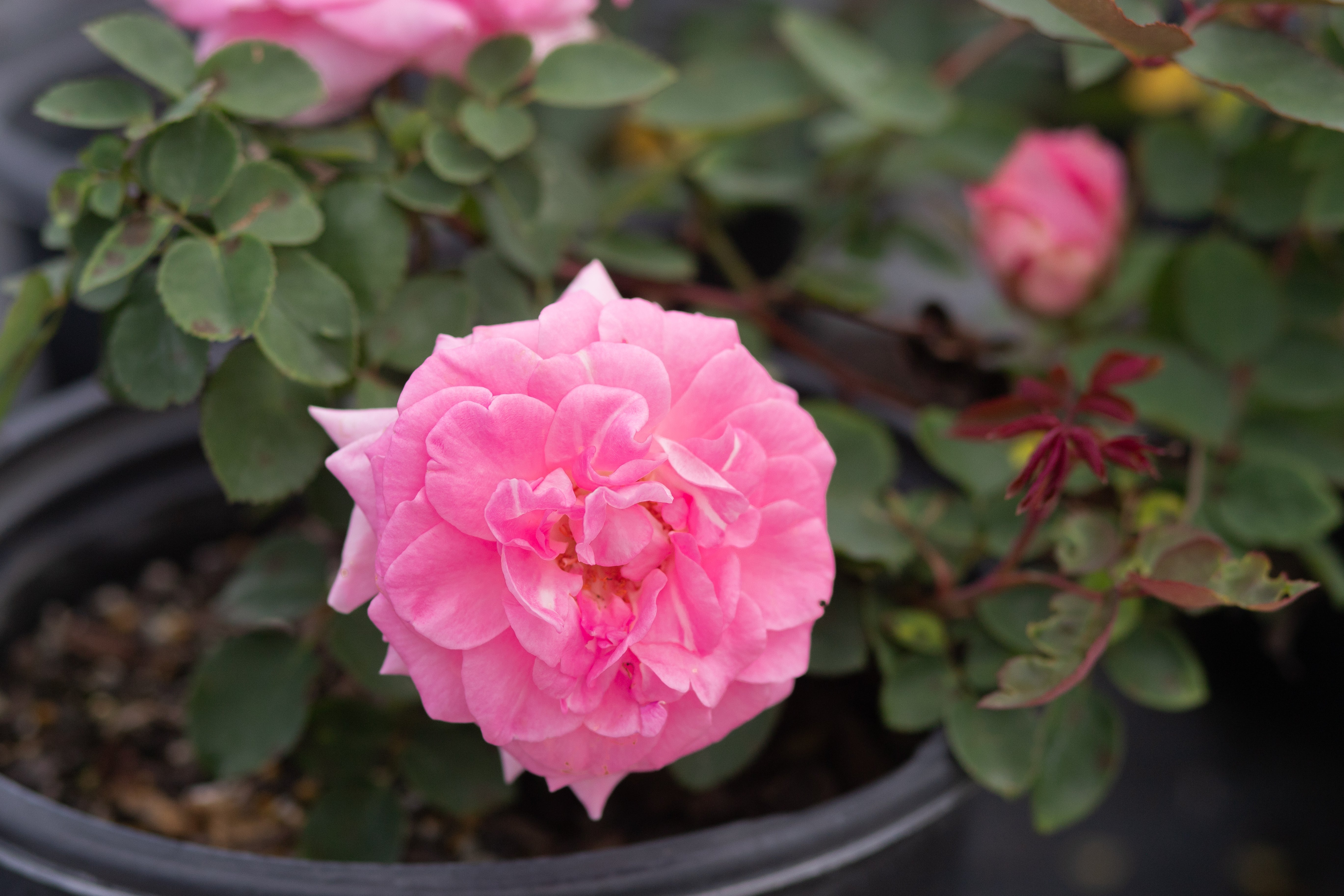 Beverly™ - Eleganza® – Antique Rose Emporium