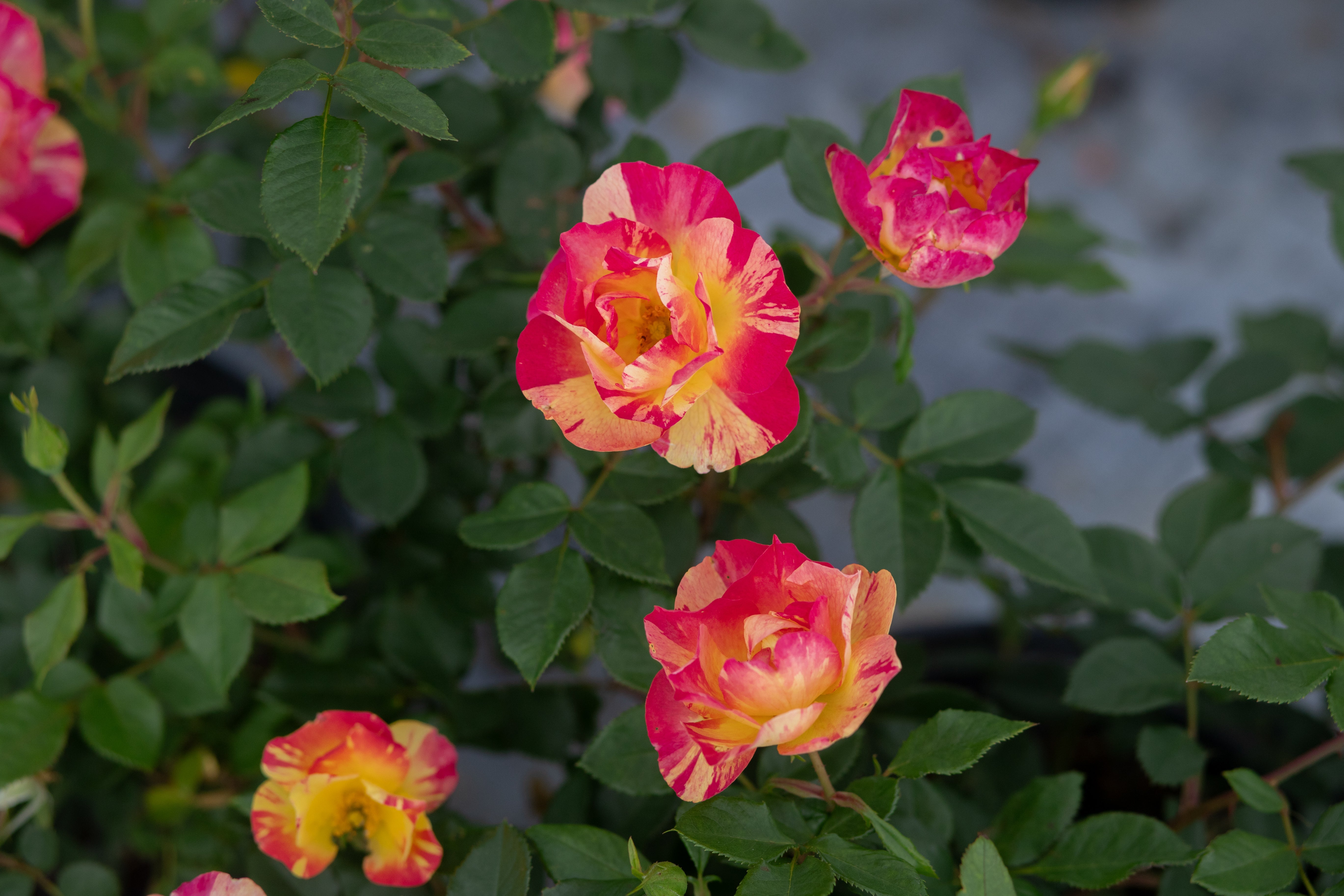 Birthday Cake – Antique Rose Emporium