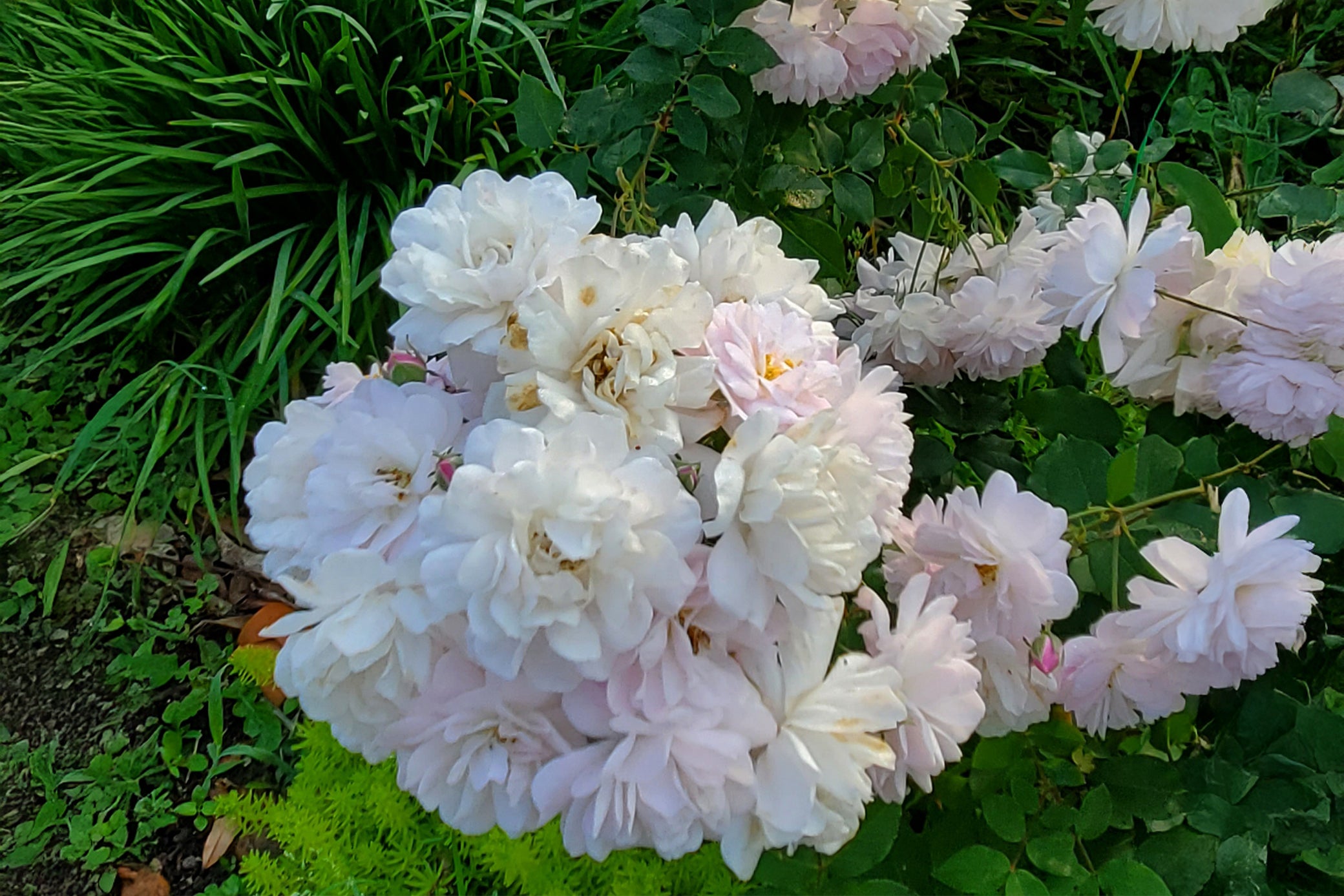 Blush Noisette – Antique Rose Emporium