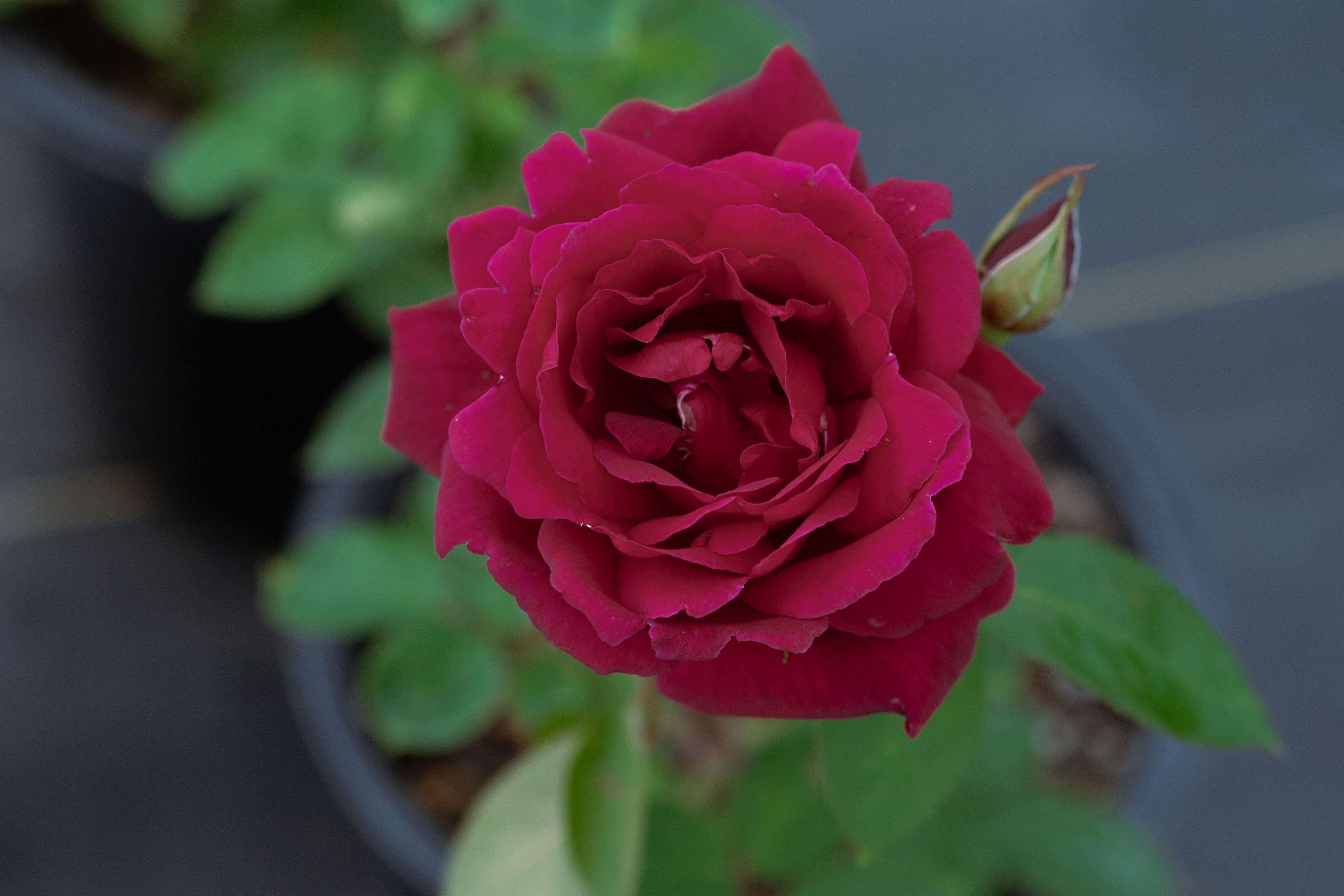 Chrysler Imperial – Antique Rose Emporium