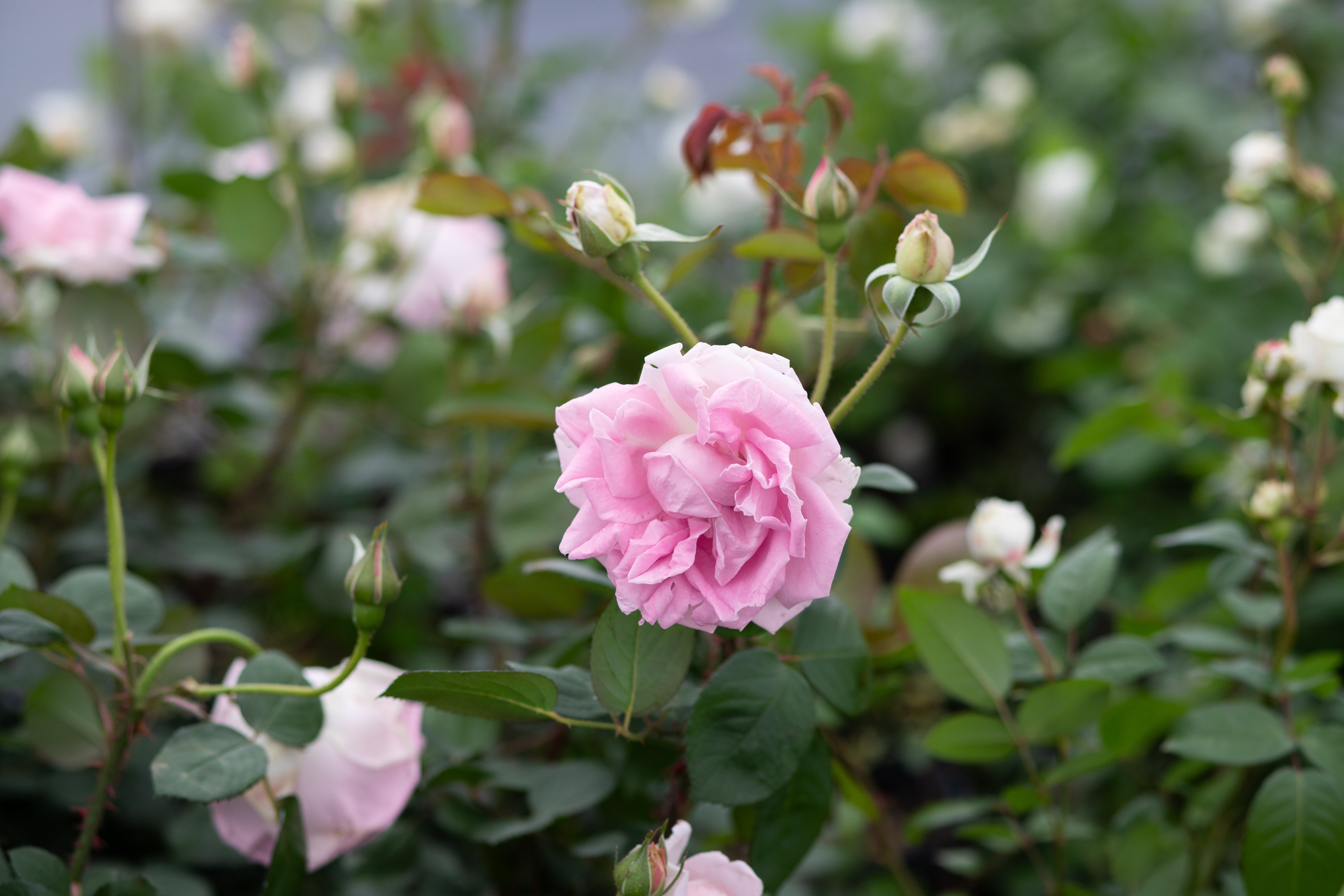 Conrad Ferdinand Meyer – Antique Rose Emporium