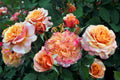 Crazy Love™ - Sunbelt® – Antique Rose Emporium