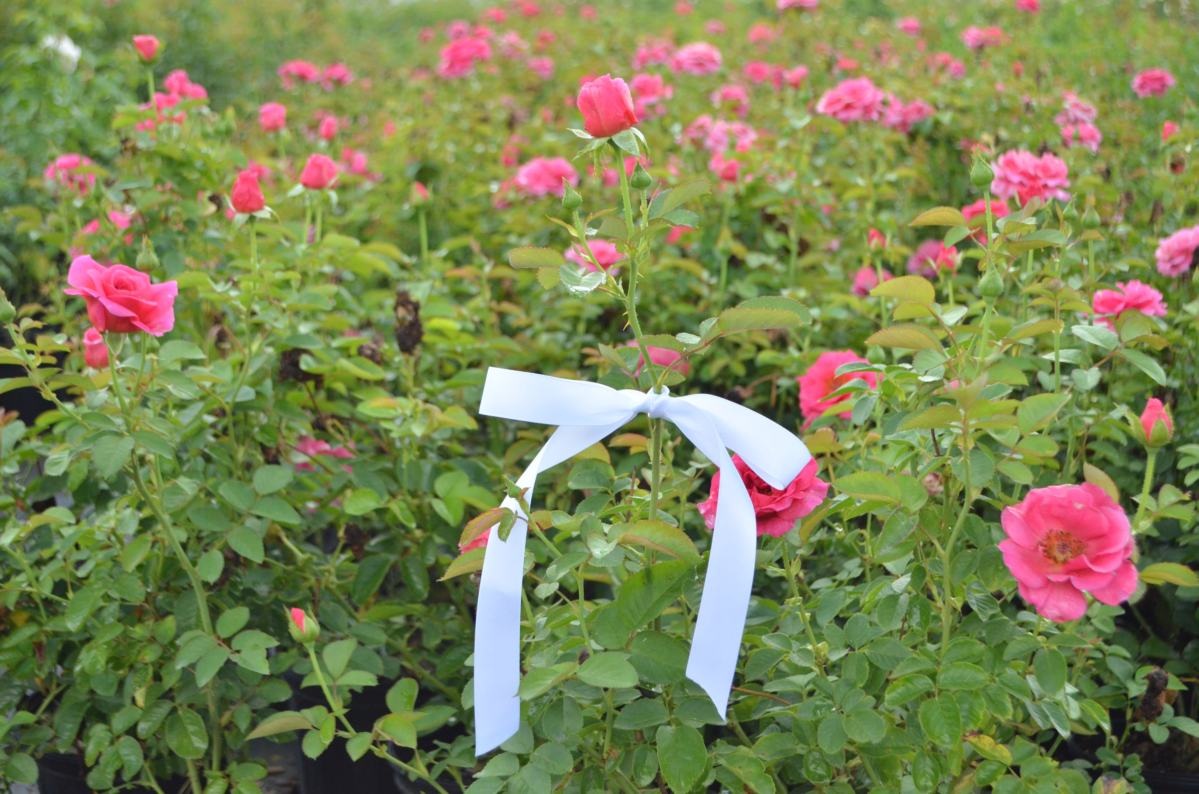 Online Gift Card – Antique Rose Emporium
