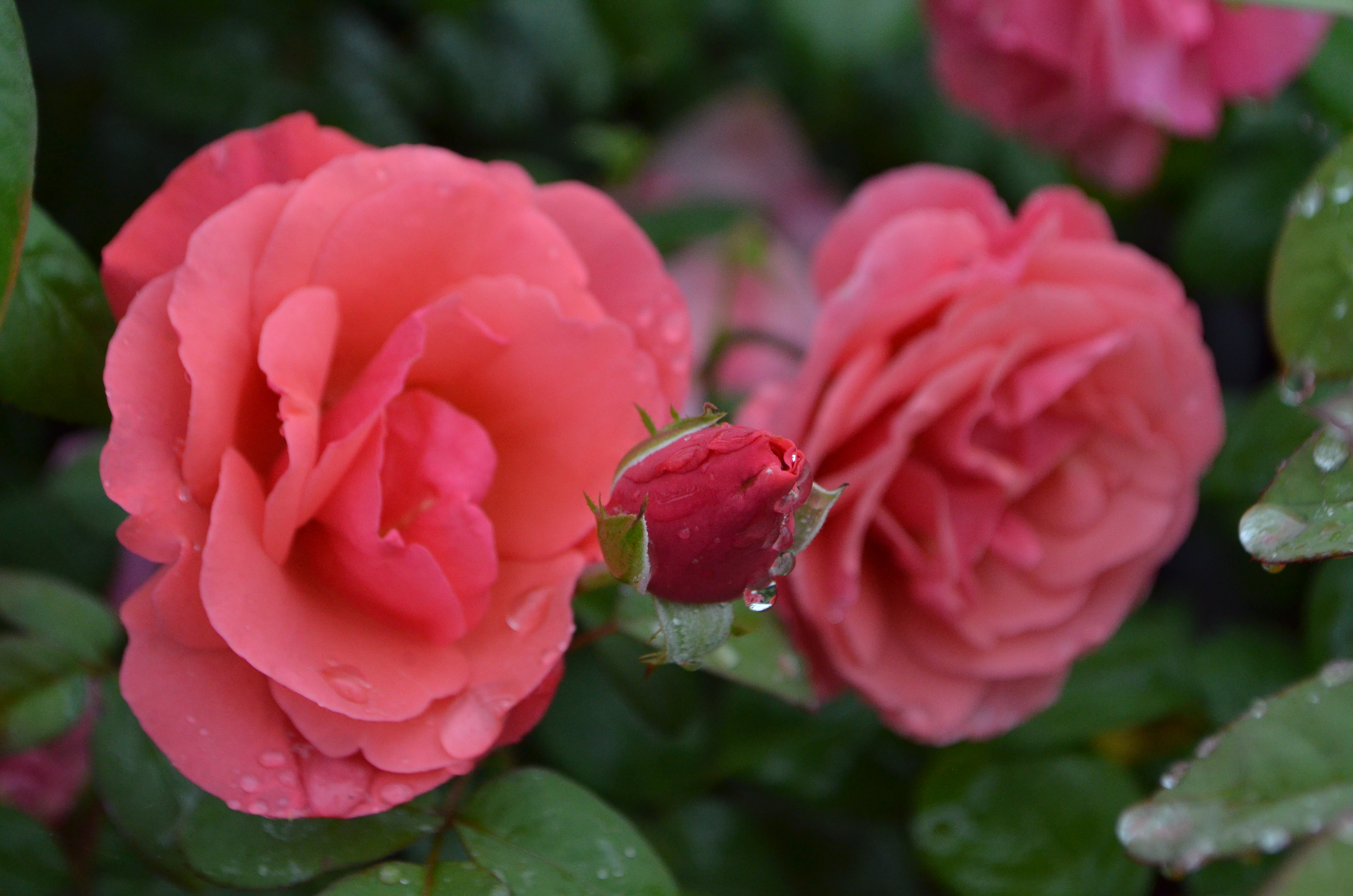 Dee-Lish® – Antique Rose Emporium