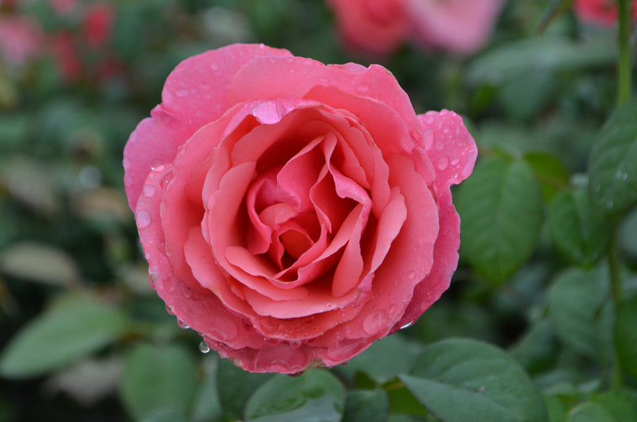 Dee-Lish® – Antique Rose Emporium