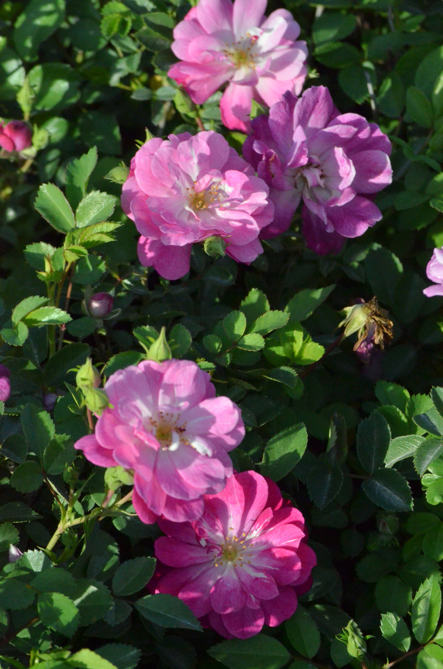 Ray Ponton – Antique Rose Emporium