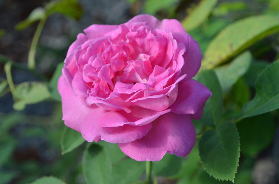 La Reine – Antique Rose Emporium