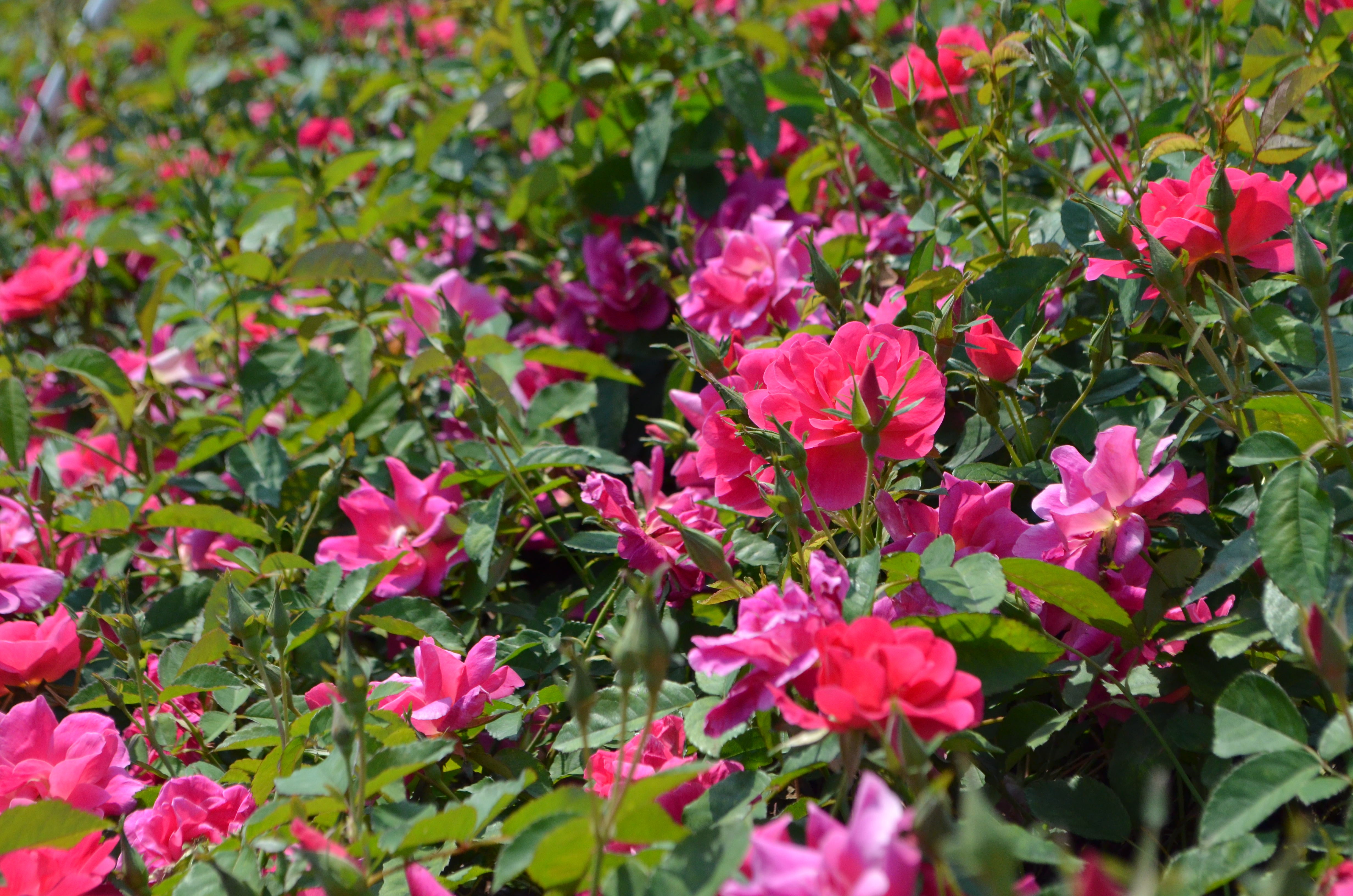 Thomas Affleck – Antique Rose Emporium