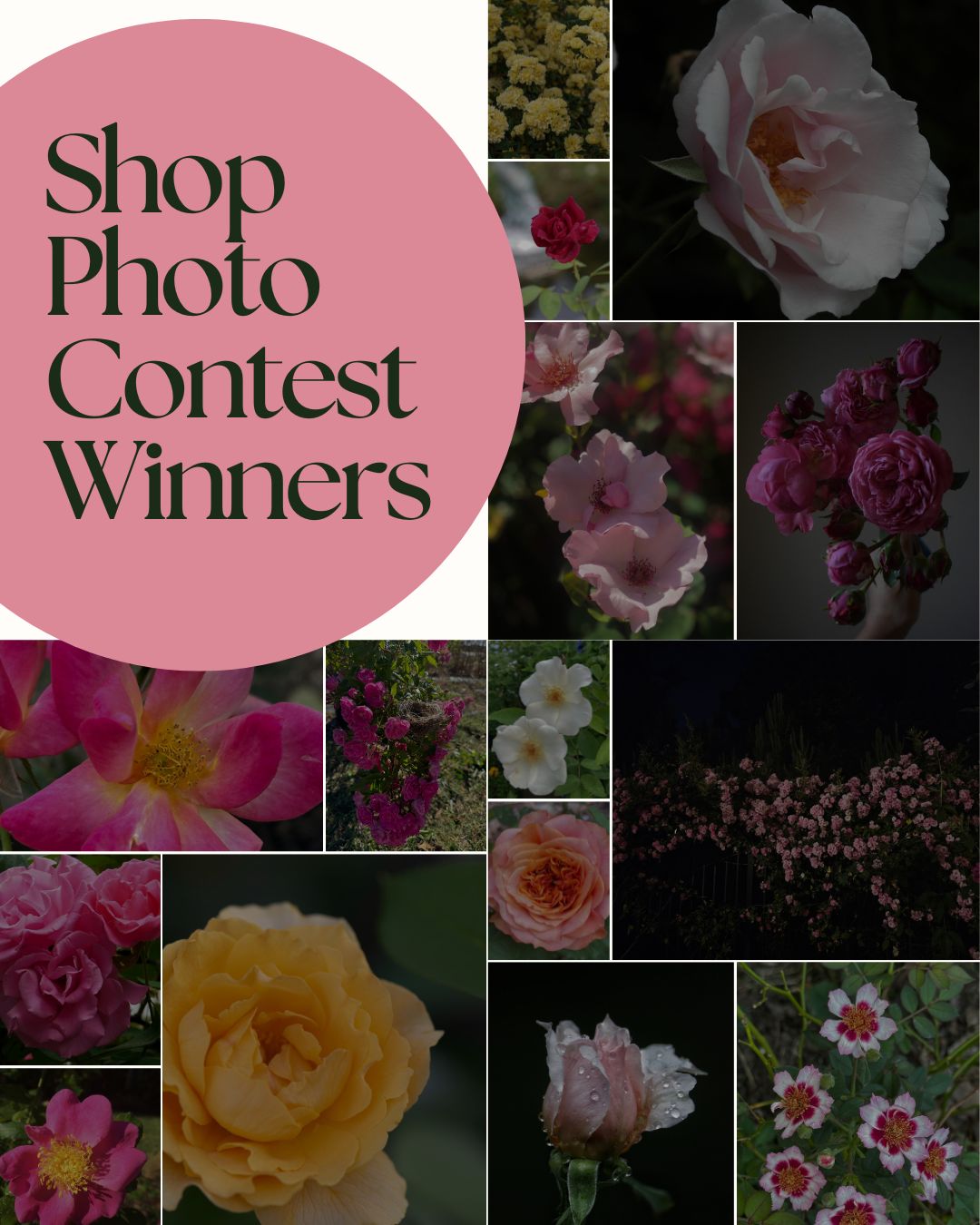 Antique Rose Emporium | Antique Rose Nursery & All Things Garden