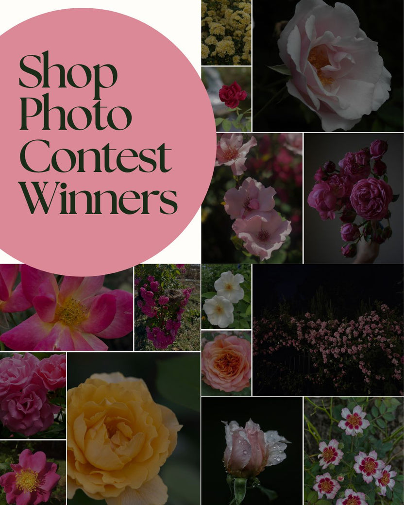 Antique Rose Emporium | Antique Rose Nursery & All Things Garden