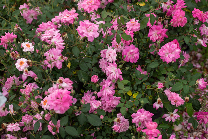 True Antique Roses – Antique Rose Emporium