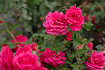 Award Winners – Antique Rose Emporium