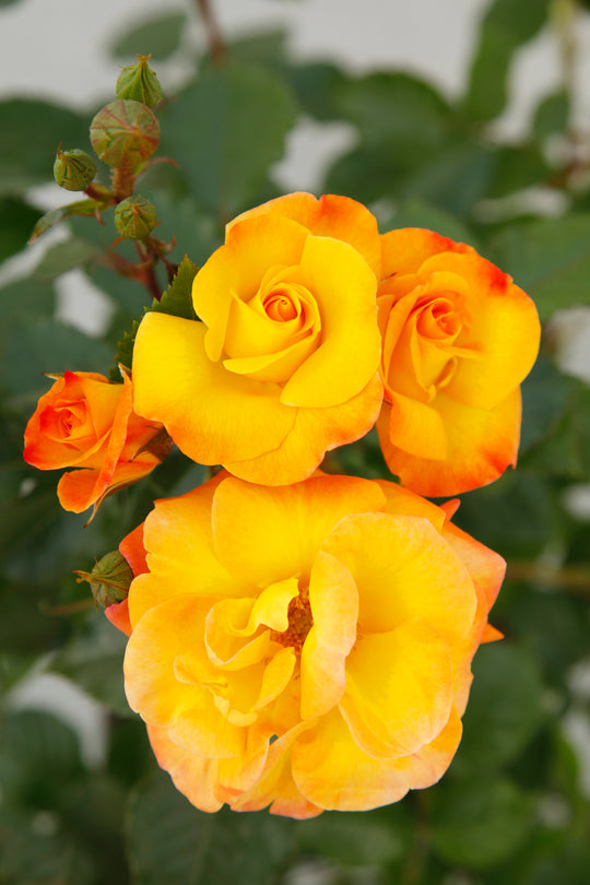 Fiesta - Veranda® – Antique Rose Emporium