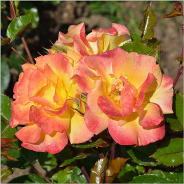 Fiesta - Veranda® – Antique Rose Emporium