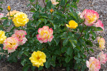 Award Winners – Antique Rose Emporium