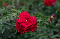 Florentina™ - Arborose® – Antique Rose Emporium