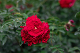 Florentina™ - Arborose® – Antique Rose Emporium