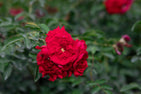 Florentina™ - Arborose® — Antique Rose Emporium