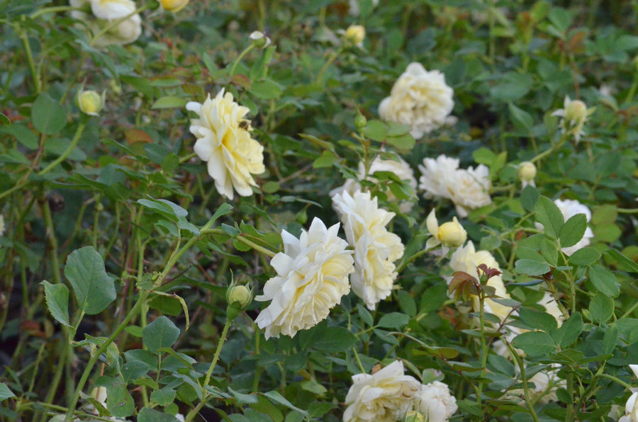 Grandbaby – Antique Rose Emporium