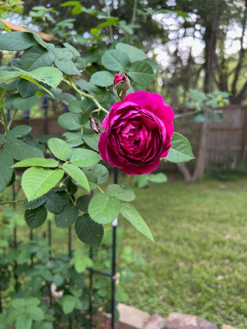 Great Western – Antique Rose Emporium