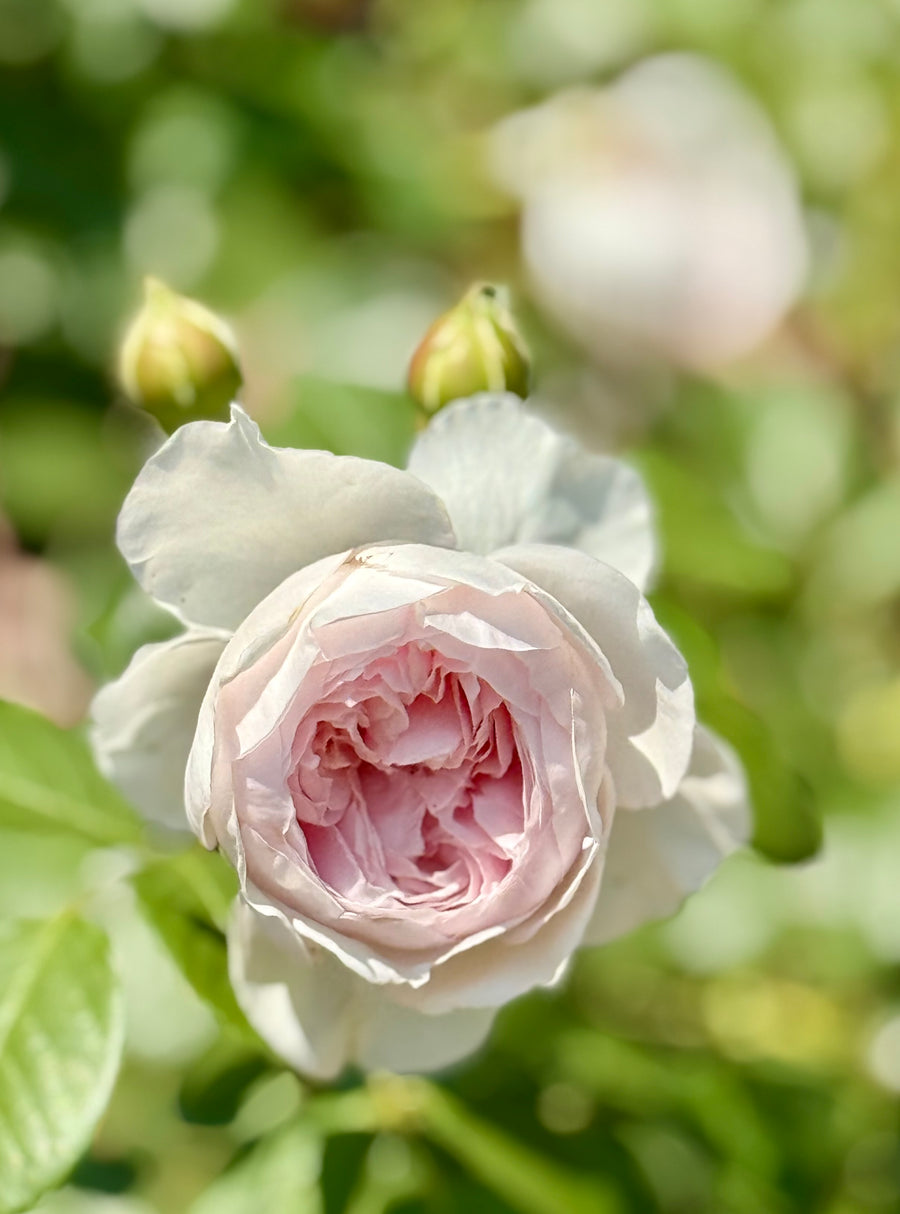 Earth Angel™ Parfuma® – Antique Rose Emporium
