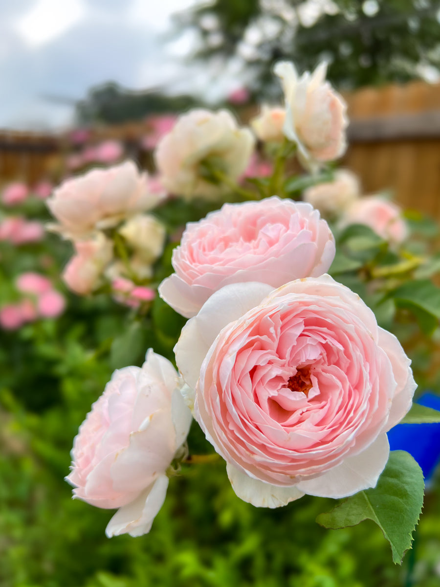 Earth Angel™ Parfuma® – Antique Rose Emporium