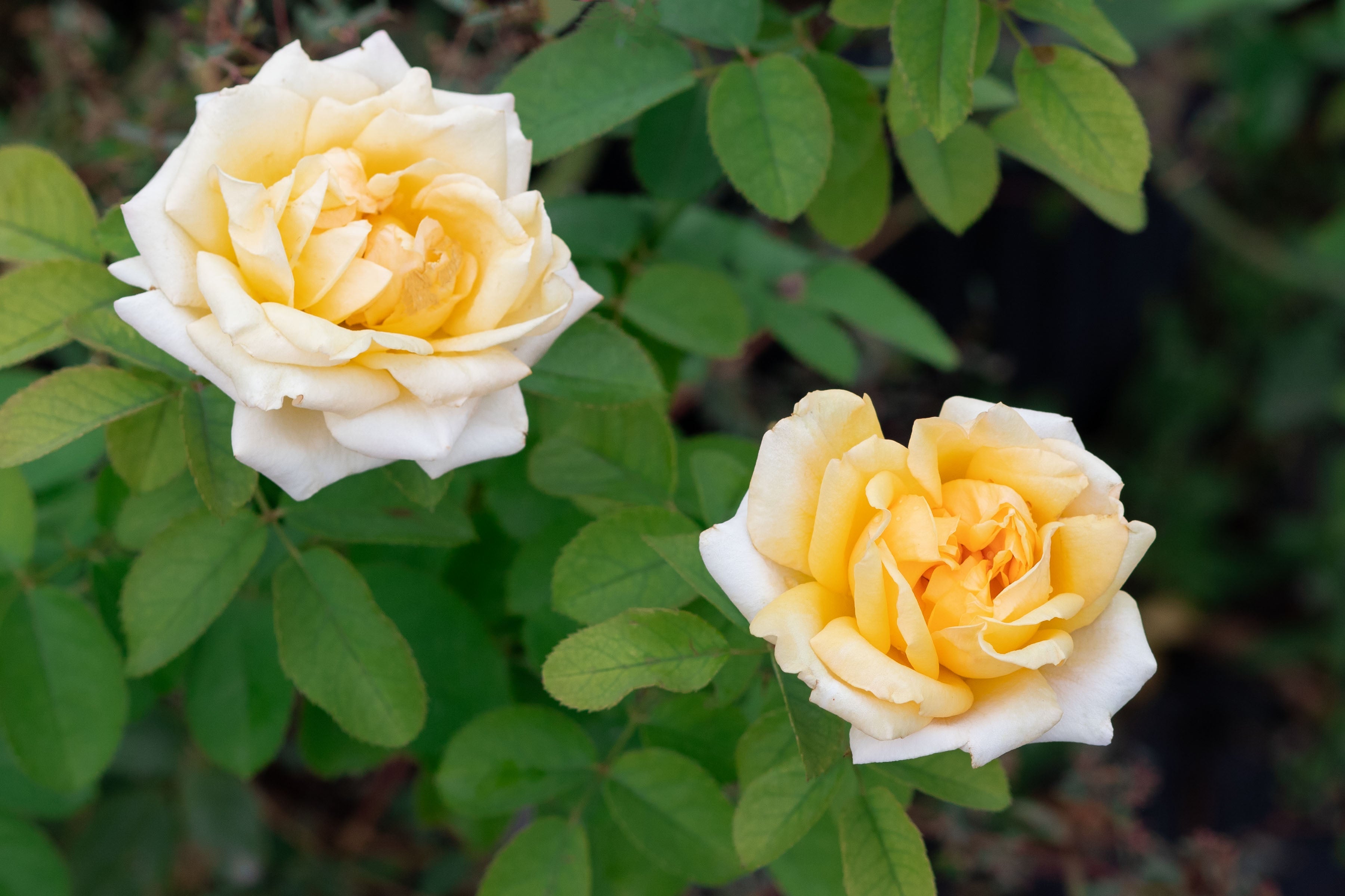 Kings Hill – Antique Rose Emporium