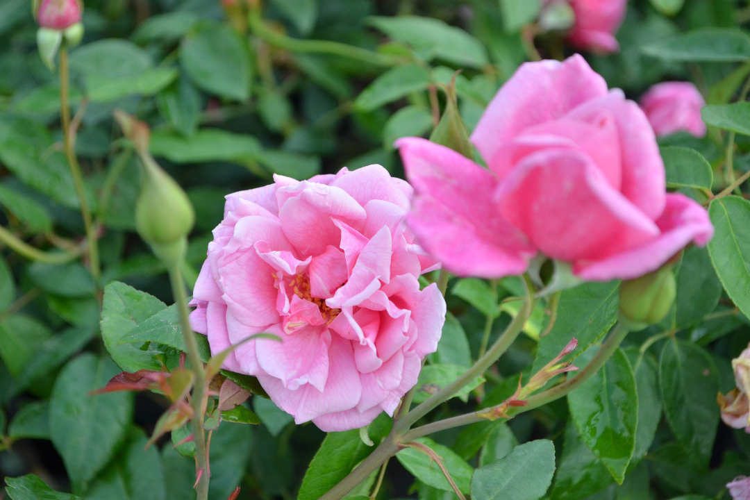 Le Vesuve – Antique Rose Emporium